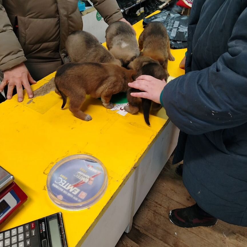 Щенок в добрые руки