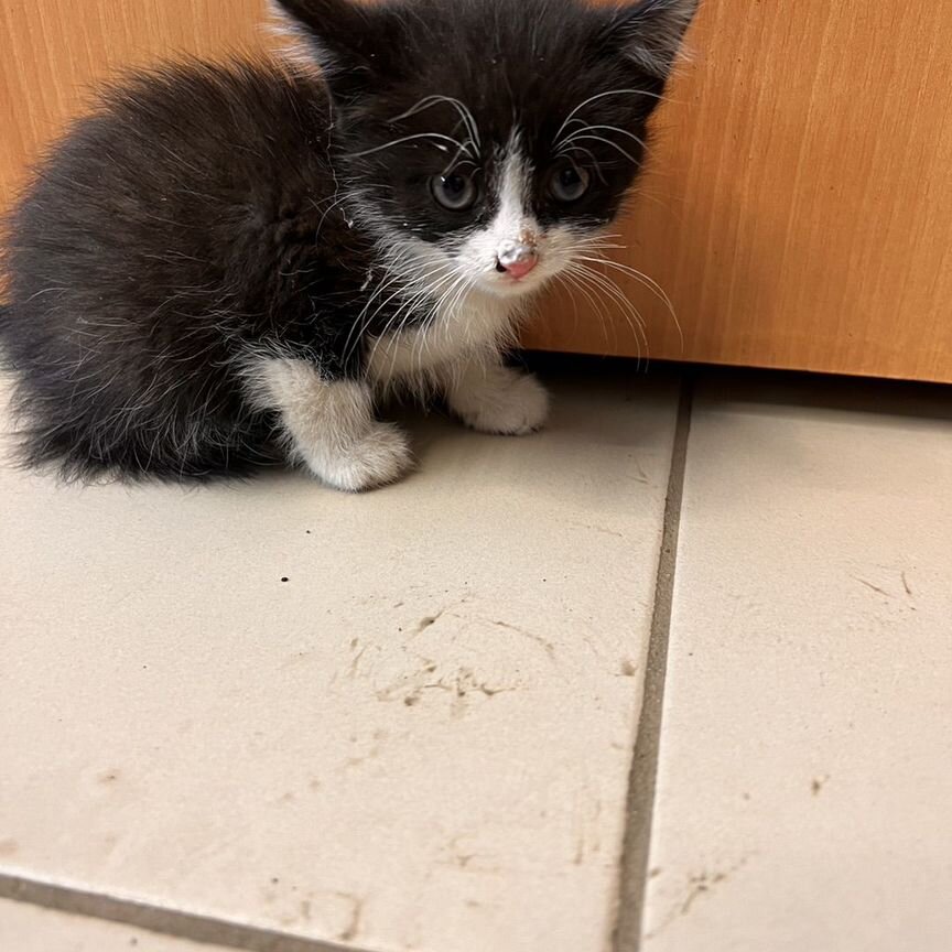 Котята в добрые руки бесплатно