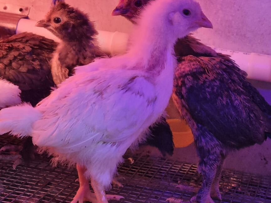 Цыплята помесные