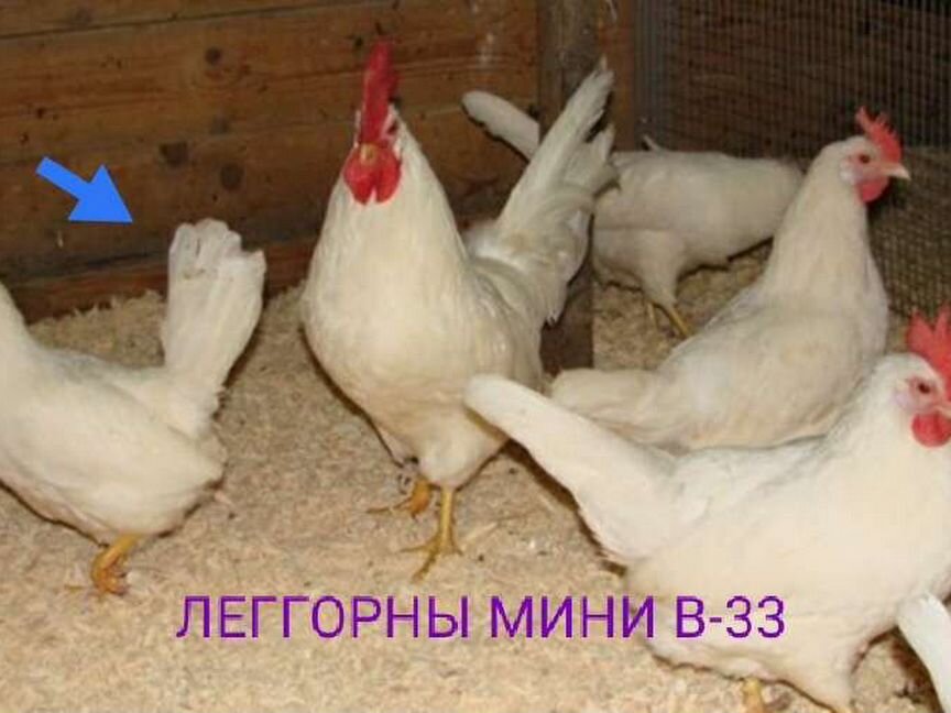Леггорны В-33мини,Цыплята и икуб.яйцо