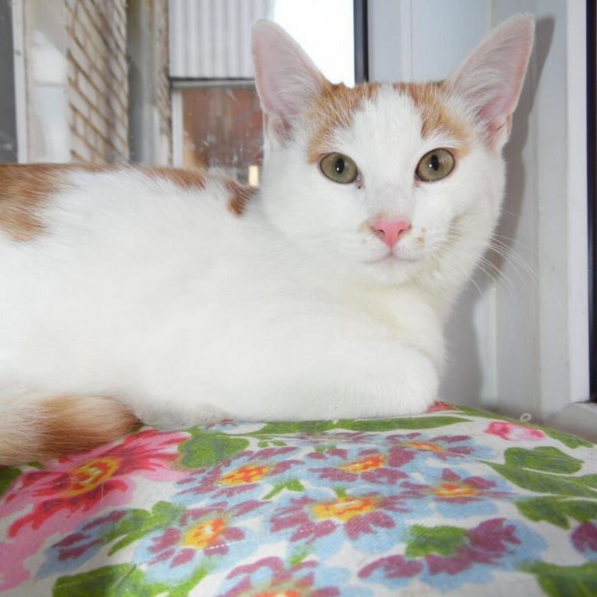 Кот ищет дом