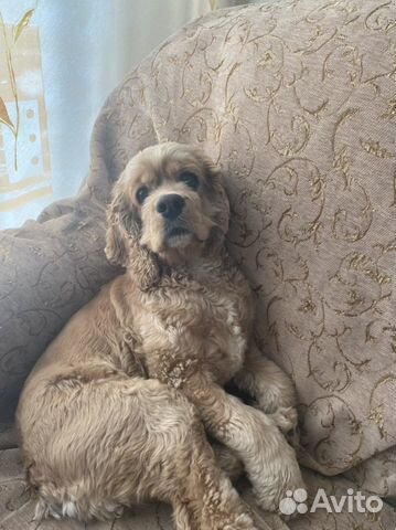 Кокер спаниель американец