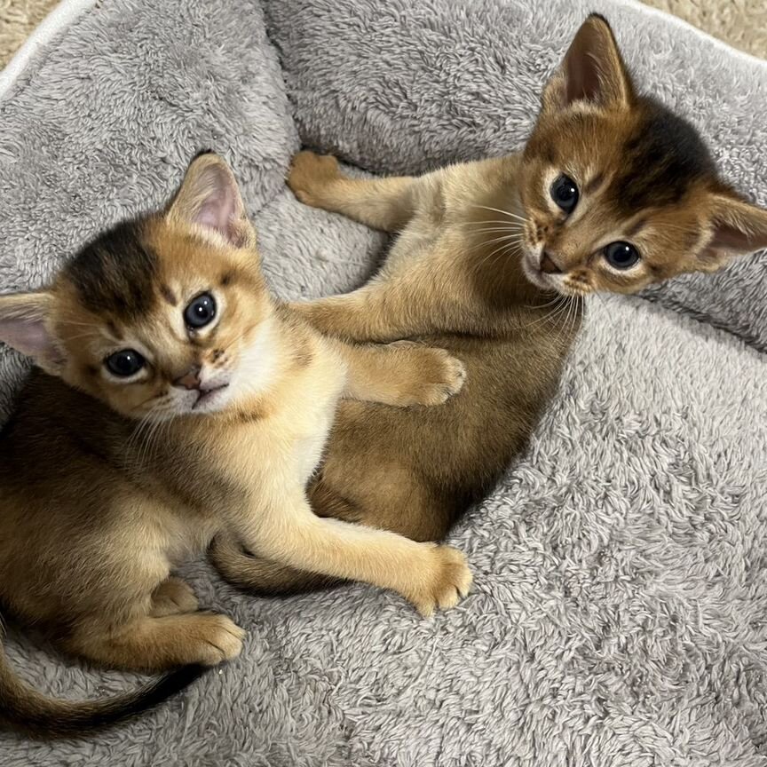 Продам котят Абессинцев