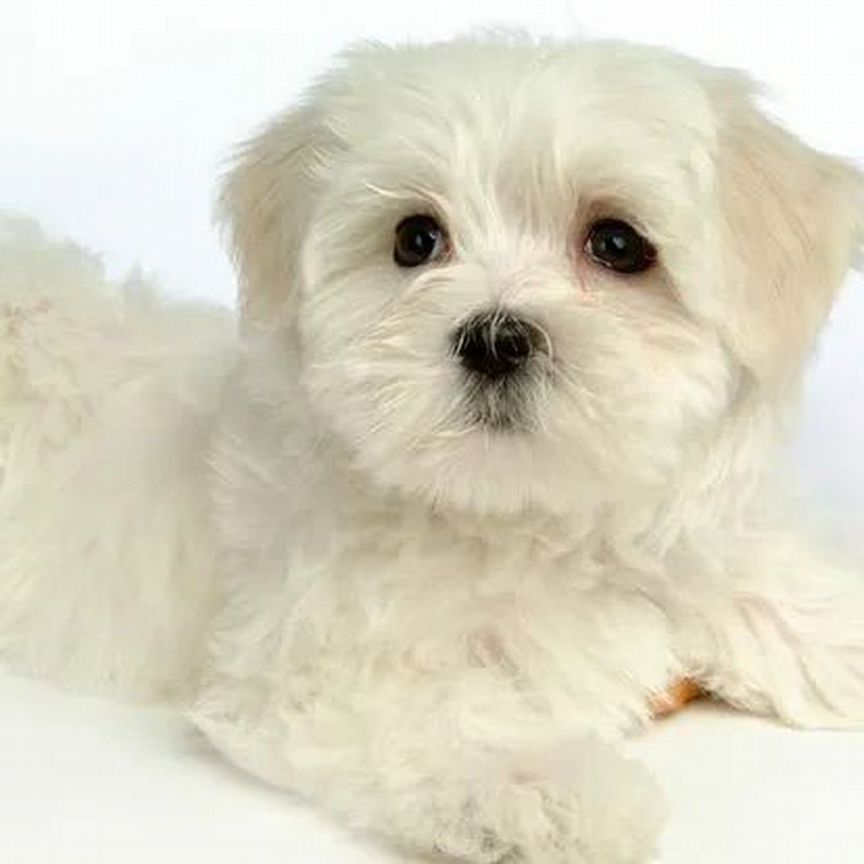 Мальтийская болонка