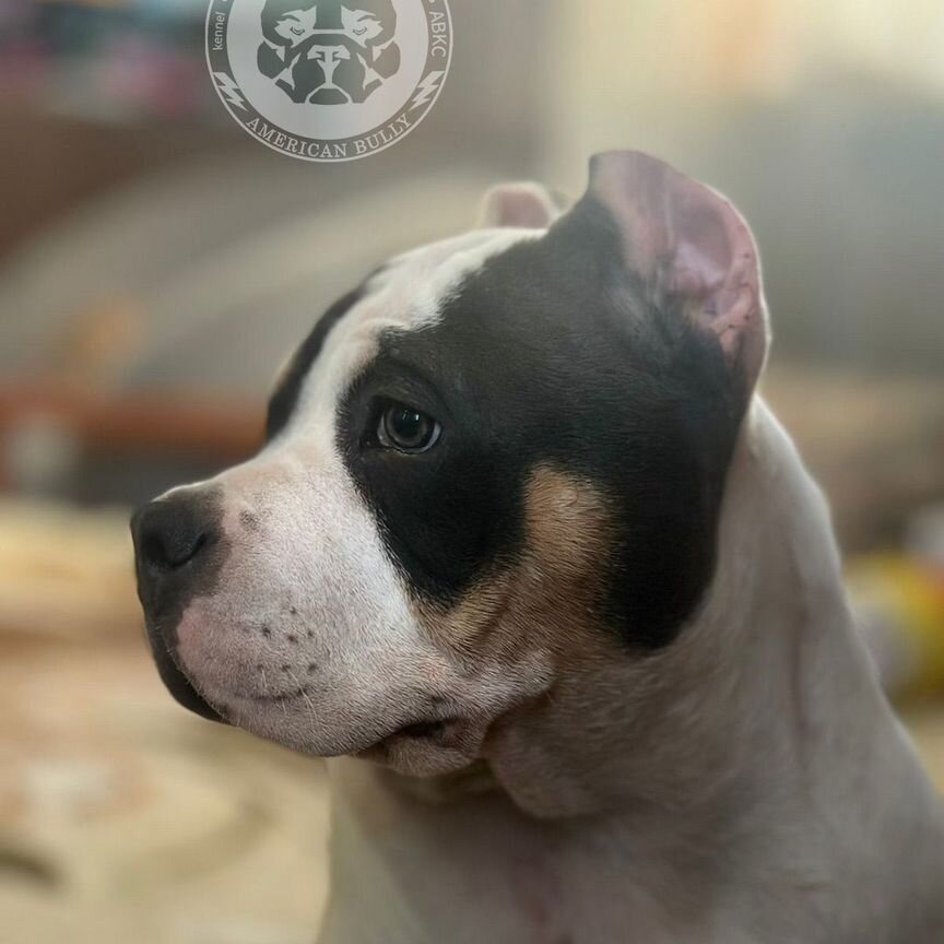 Щенок Американский Булли