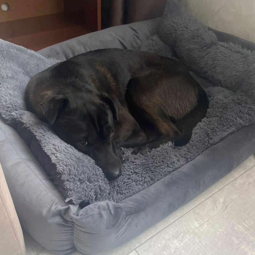 Шарпей, взрослый пёс