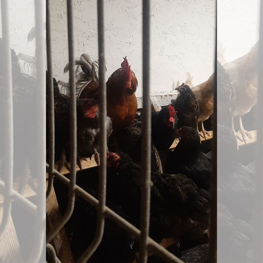 Молодые петухи