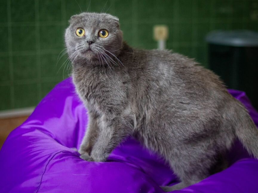 Вислоухая кошка