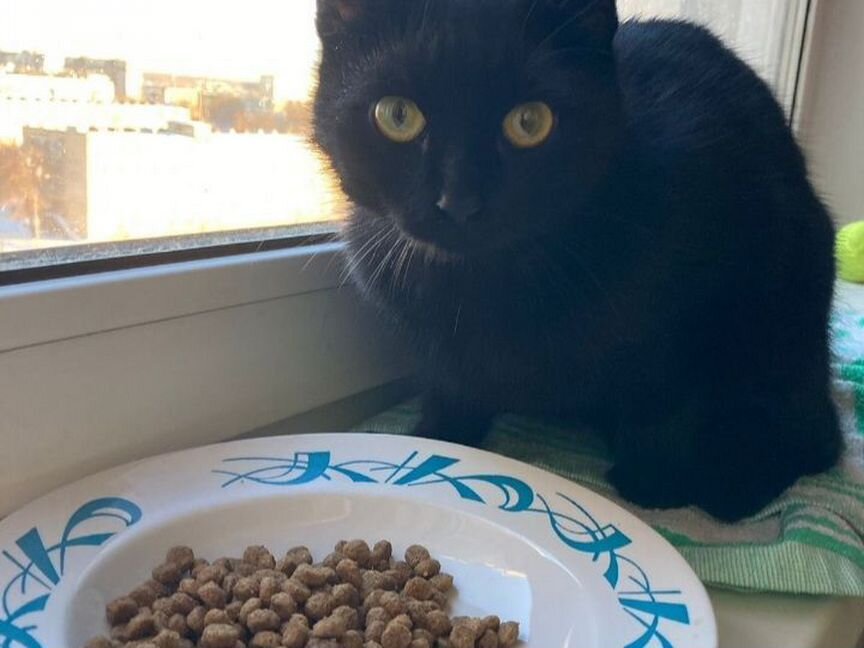 Кошка. Кошечка. Чёрная кошка домашний оберег