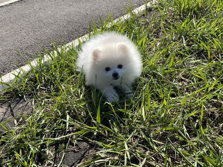 Померанский шпиц мини/микро