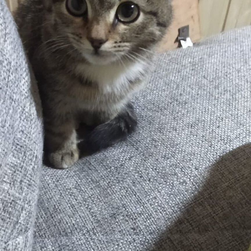 Котята