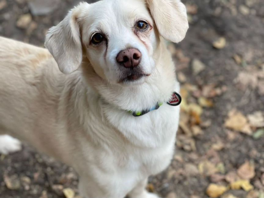 Алтай ищет хозяина