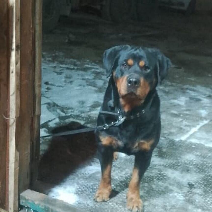 Ротвейлер, щенок