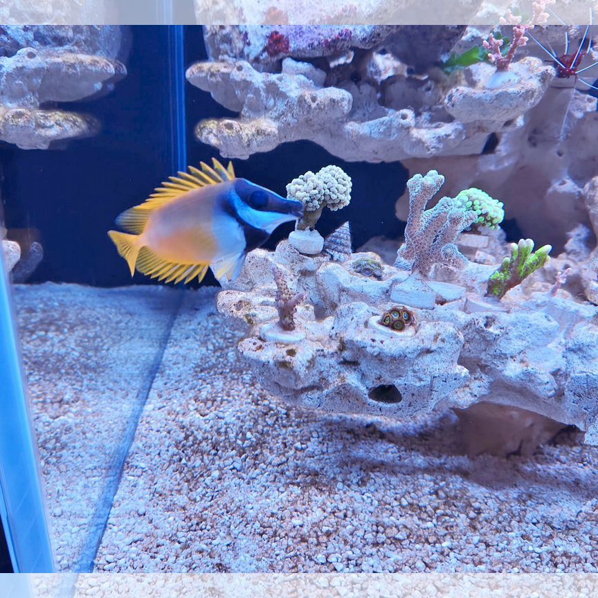 Продам рыбку Лисица Ло морская