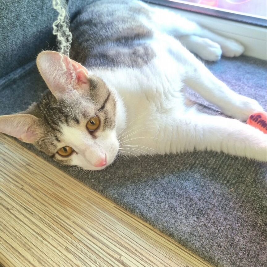 Котенок