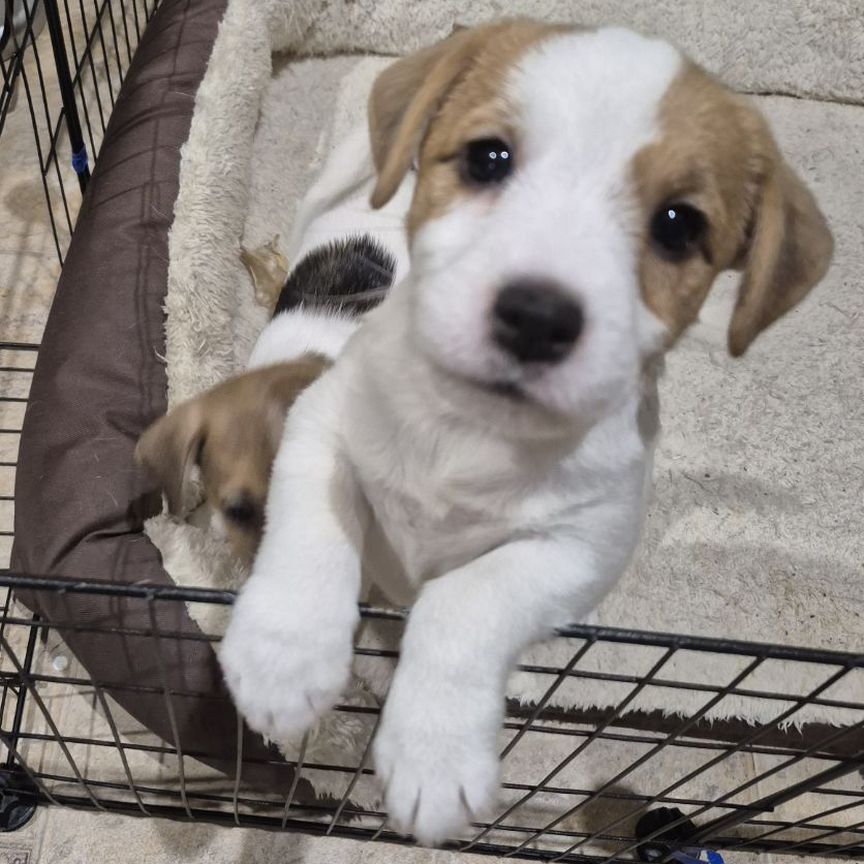 Джек-рассел-терьер, щенок