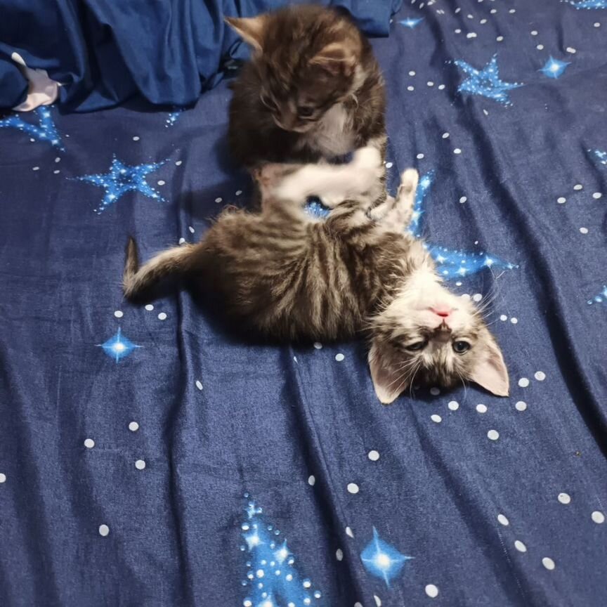 Котята в добрые руки бесплатно