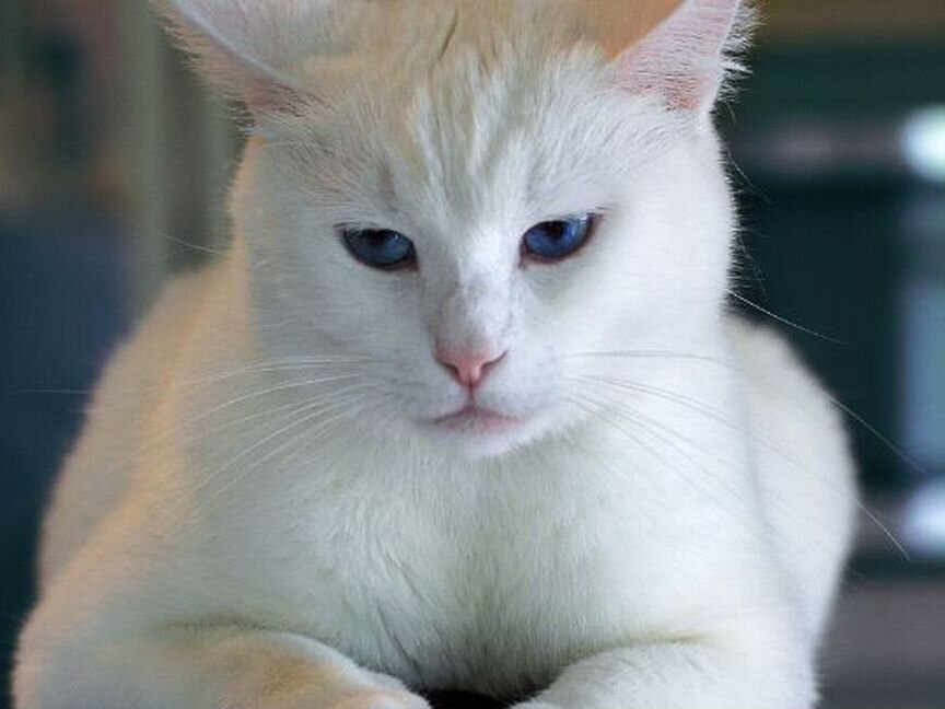 Котята Као Мани