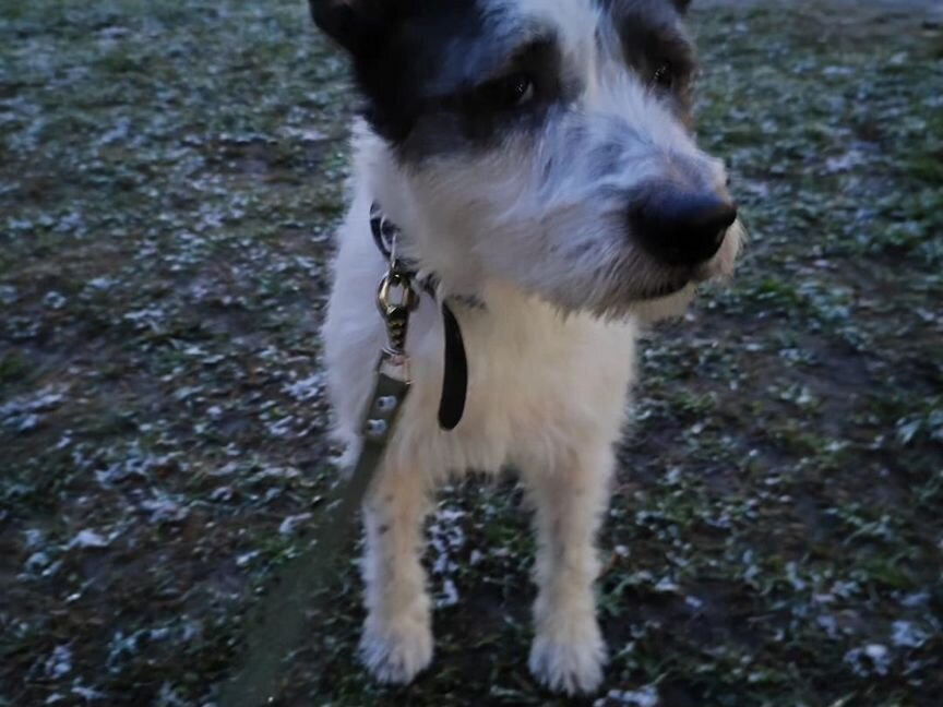 Собака в добрые руки