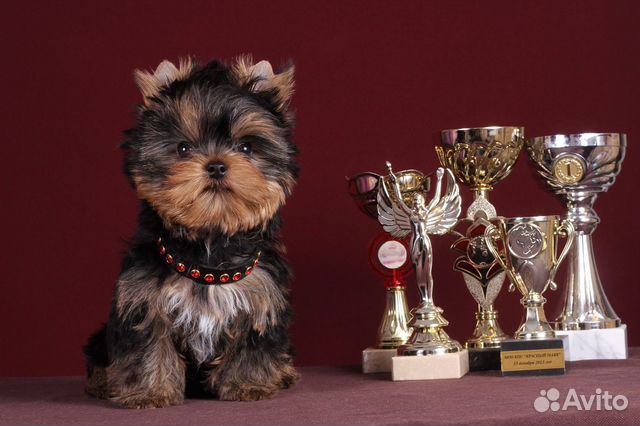 Йоркширский роскошный кобель от Чемпионов РКФ