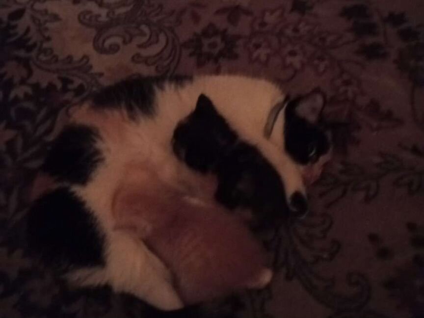 Котята в добрые руки бесплатно