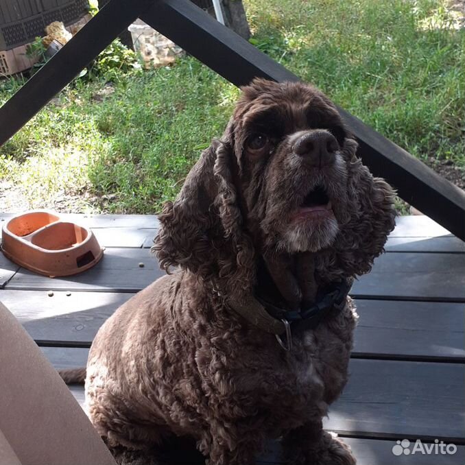 Отдам на дожитие американского кокера