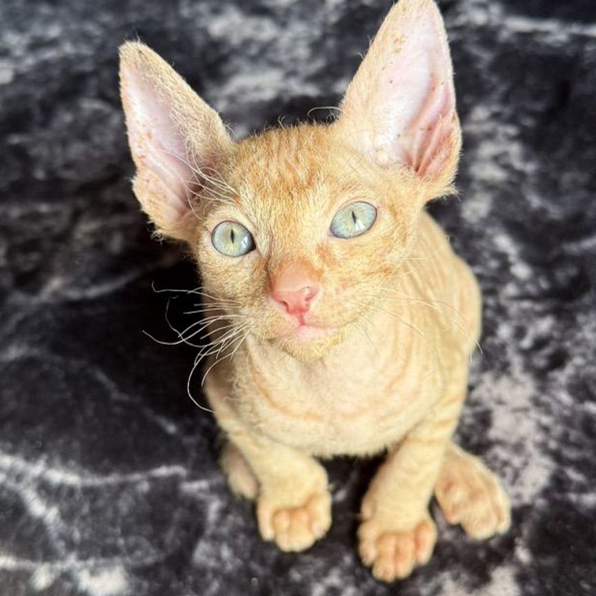 Донской сфинкс котёнок