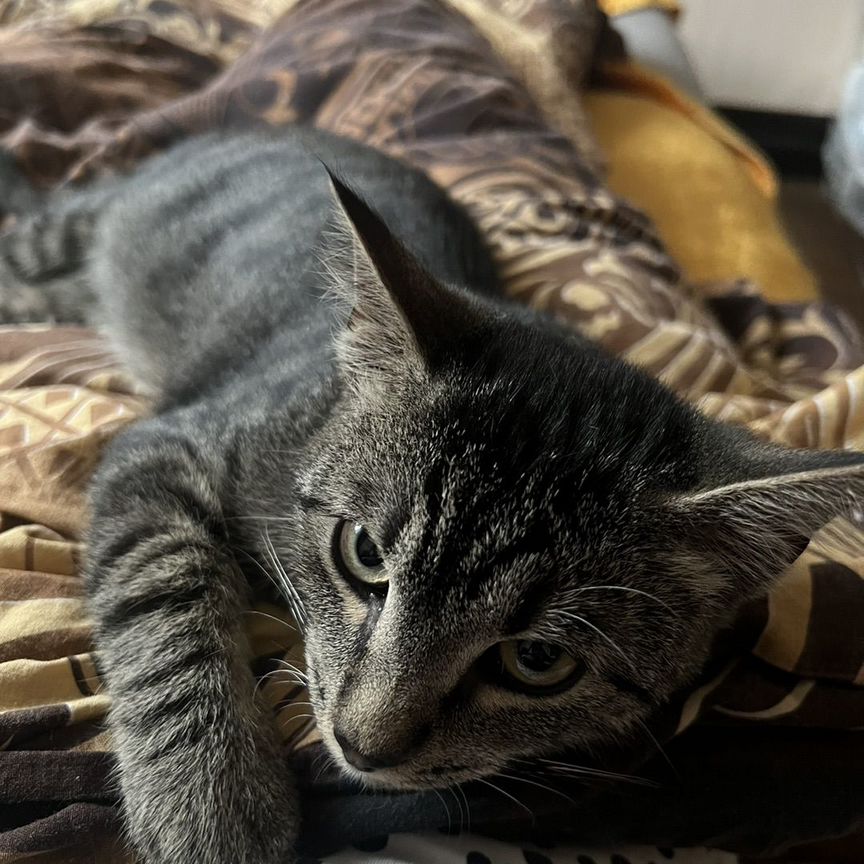 Котенок