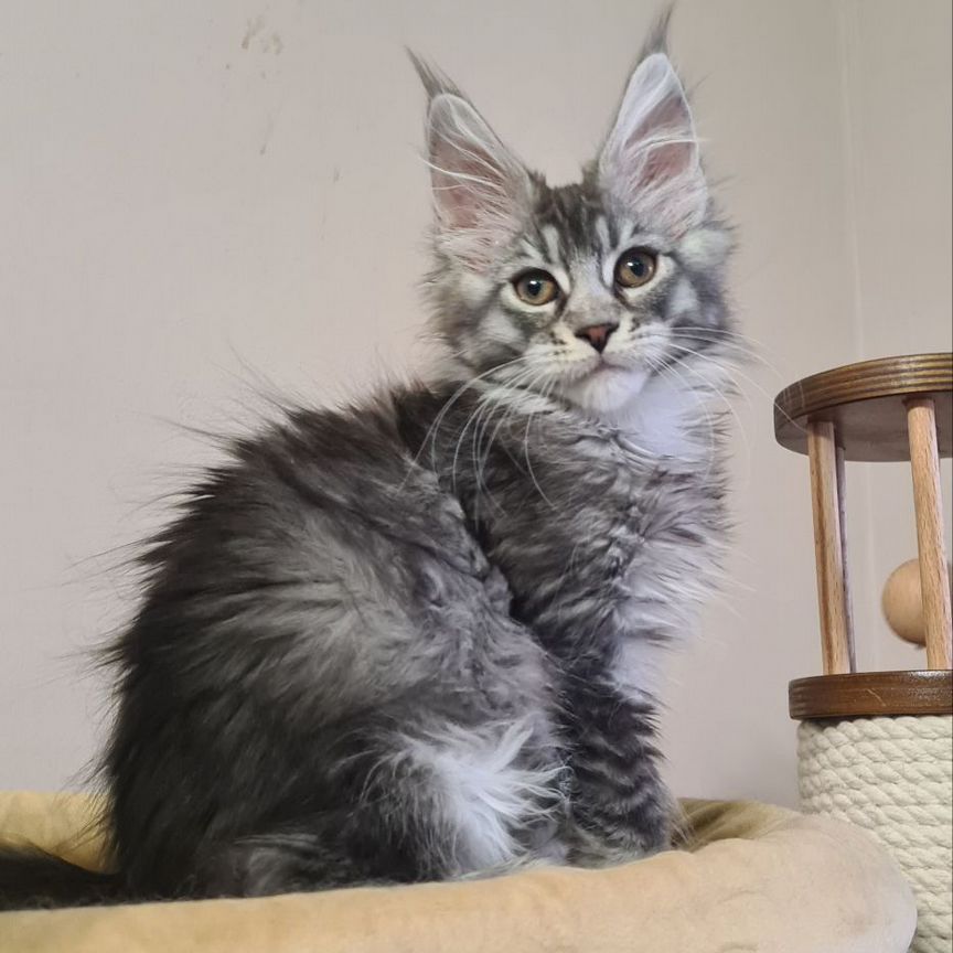 Мейн-кун коська