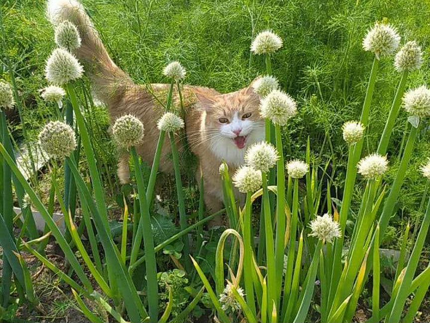 Отдам рыжее солнышко