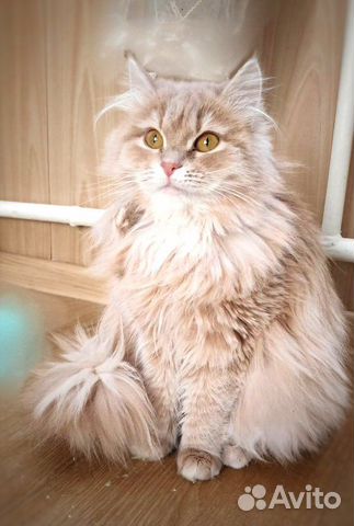 Пушистая кошечка