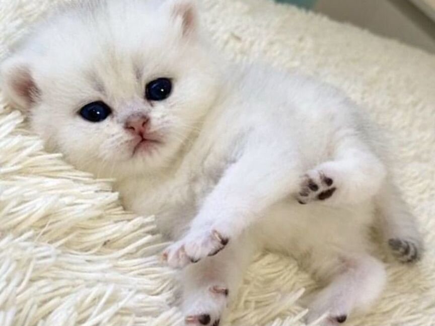 Британское серебро котятки