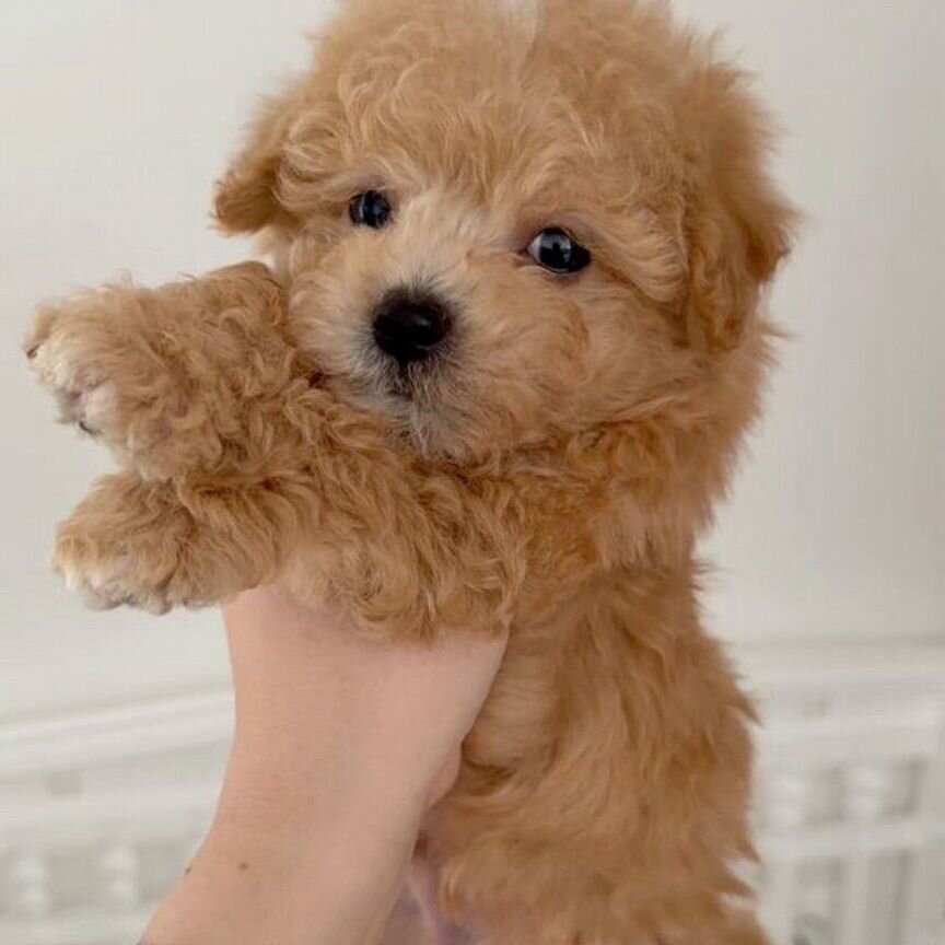 Мальтипу, щенок