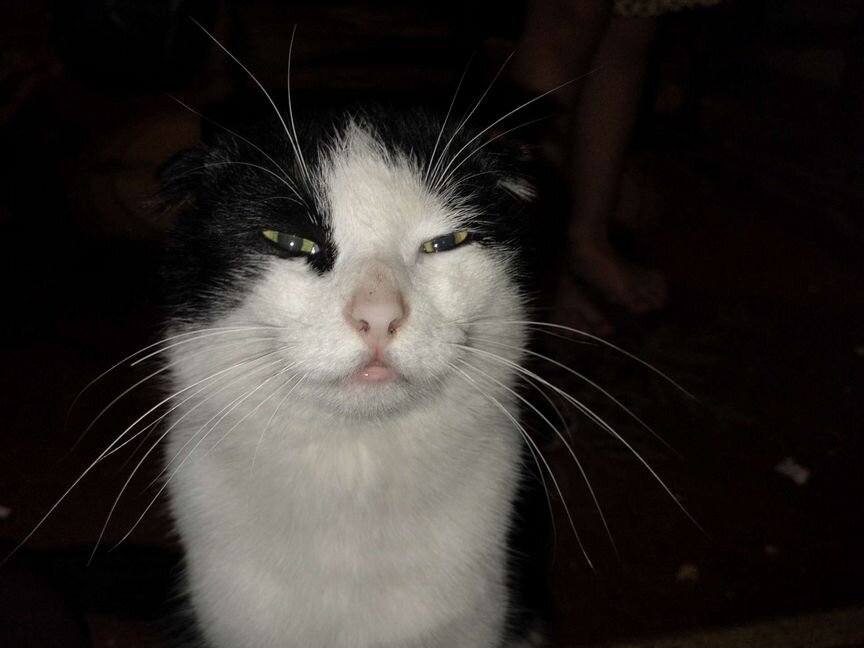 Кот