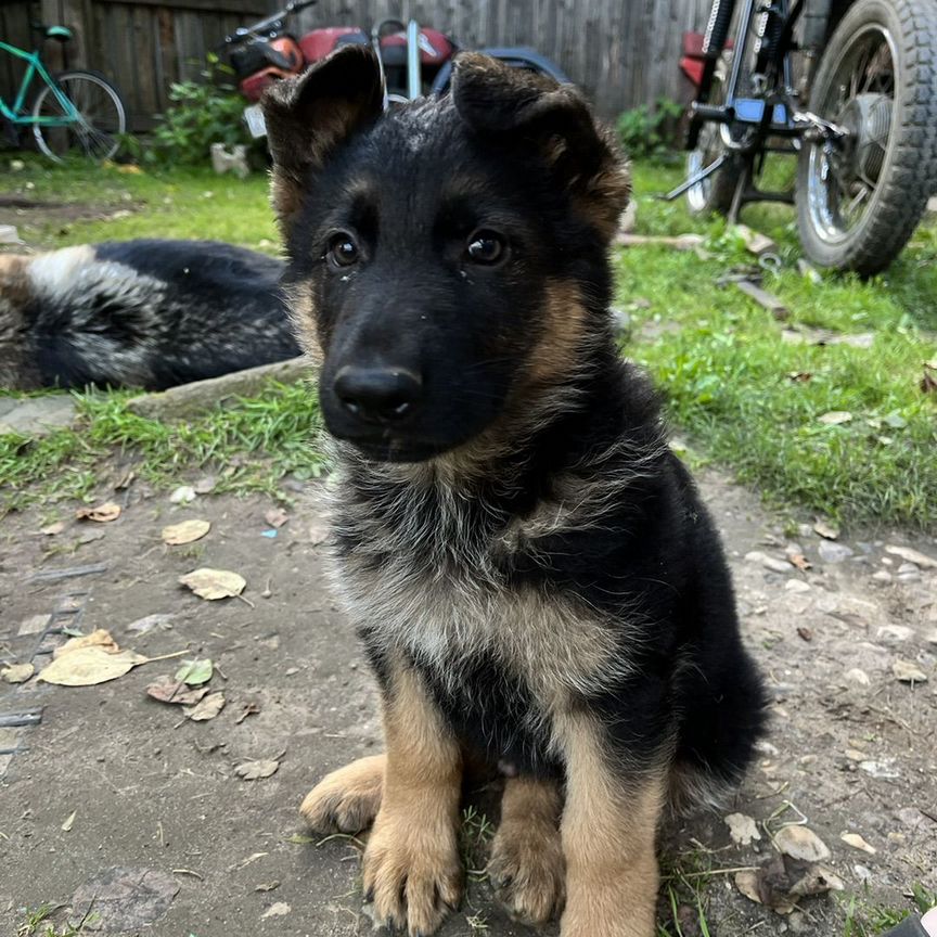 Щенки немецкой овчарки