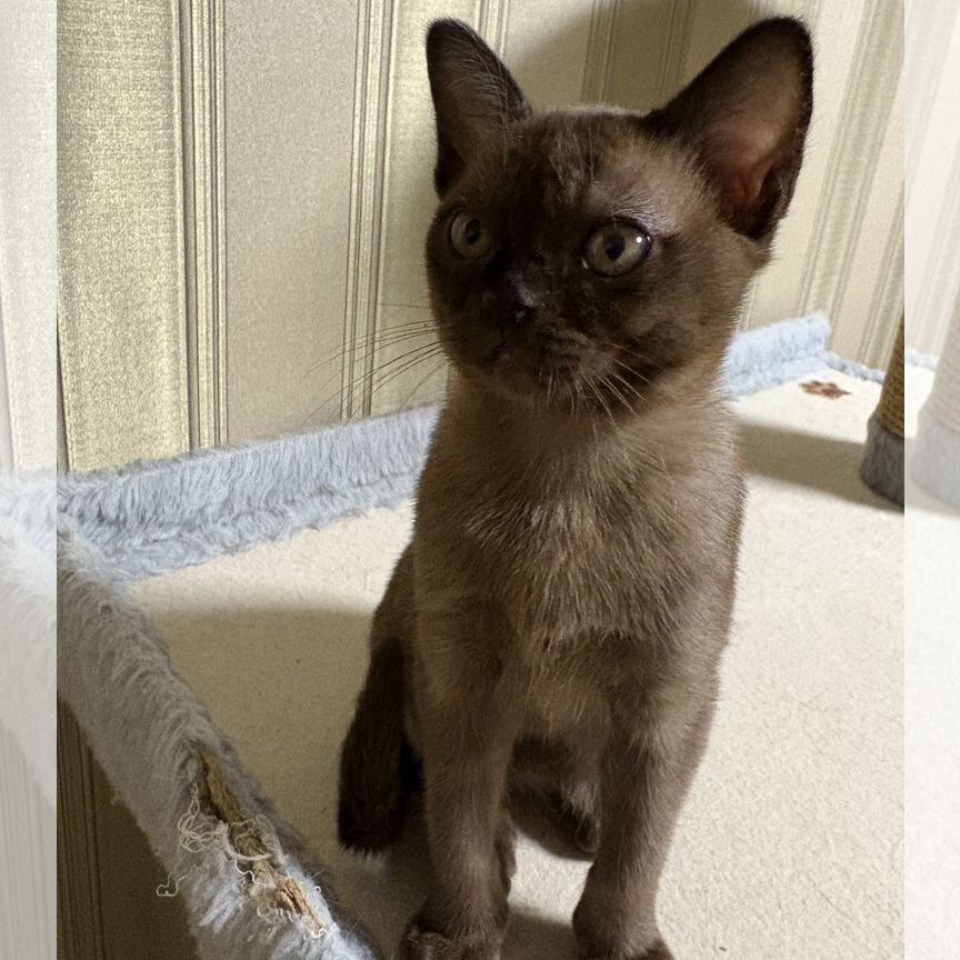 Европейский бурманский котёнок