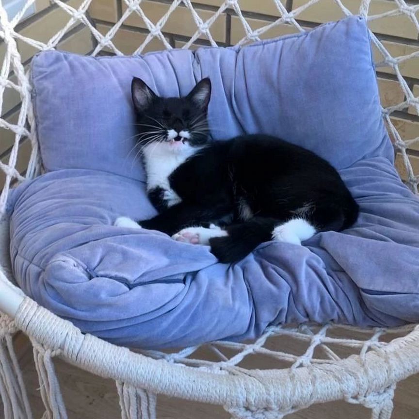 Котёнок ласковая девочка