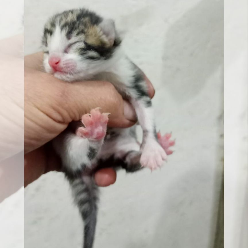 Котёнок в добрые руки