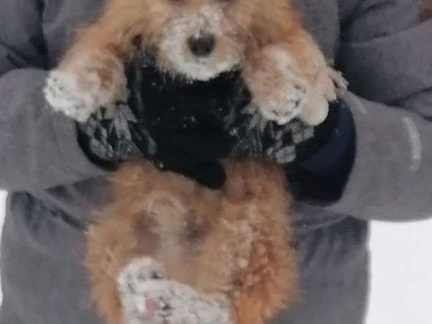 Домашние животные собаки породистые