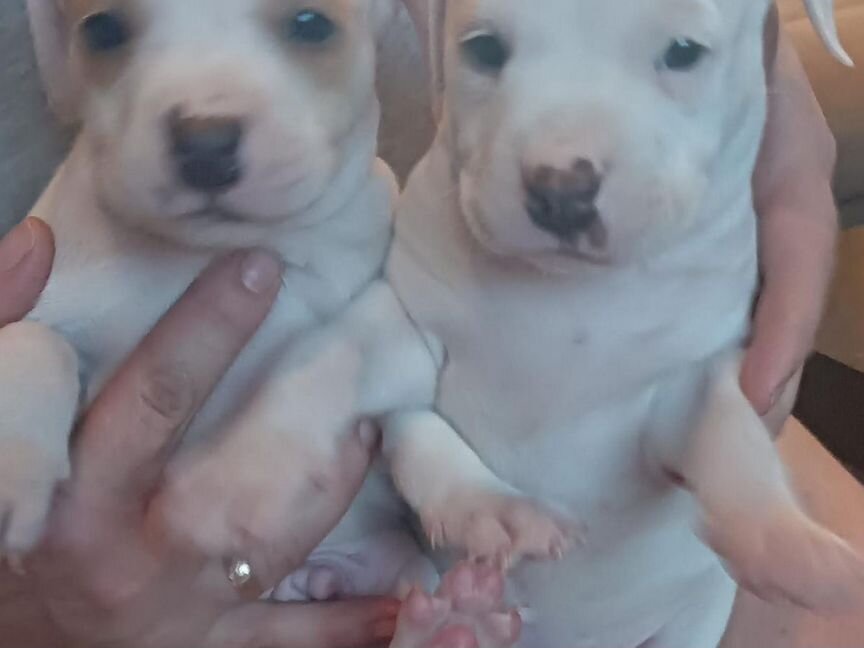 Стаффордята