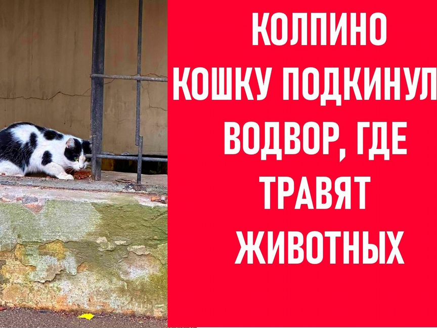 Кошку подкинули во двор, где травят кошек