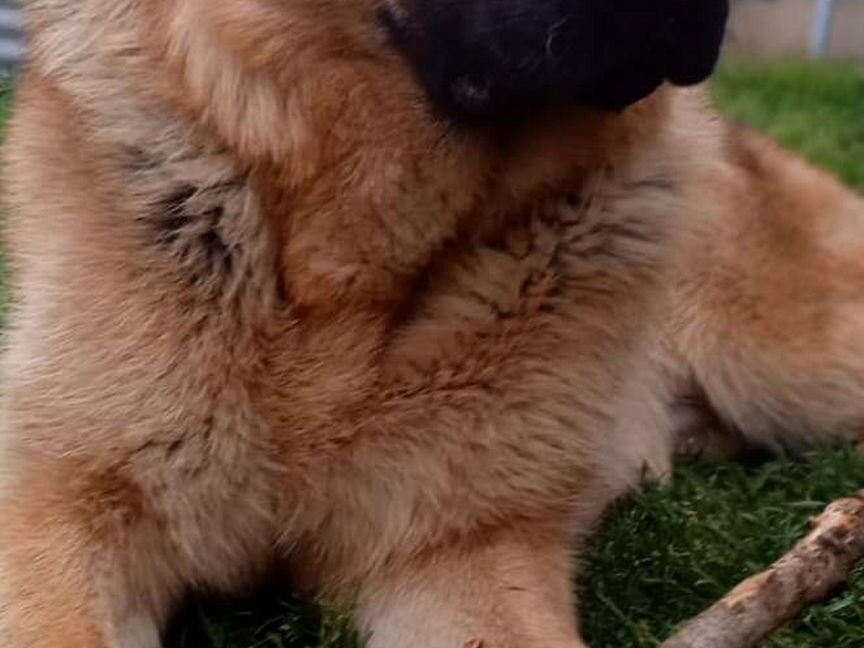 Не продается. Вязка, немец, без документов