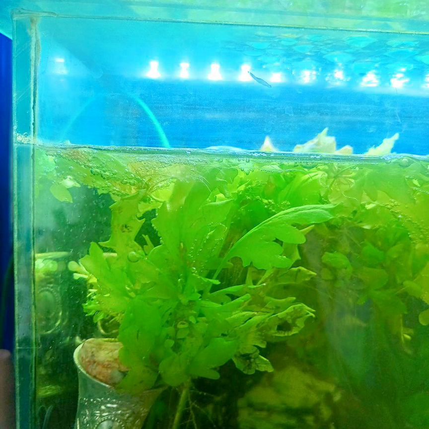 Растение аквариумное папоротник