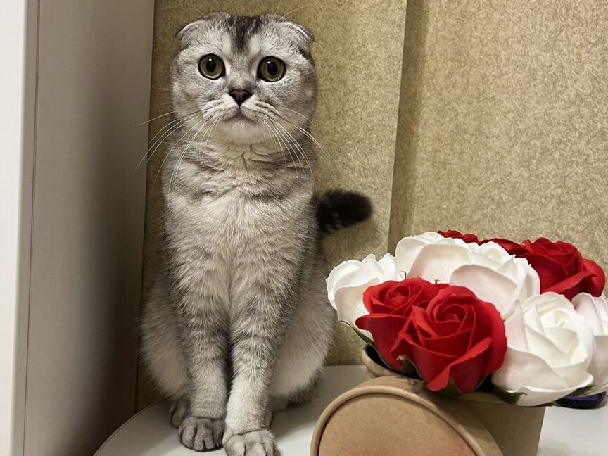 Ищем жениха