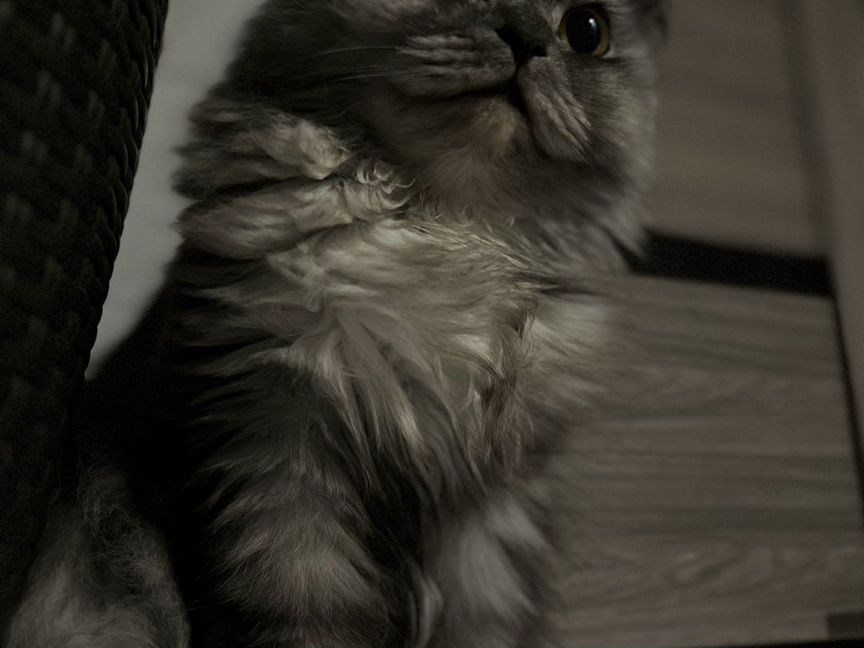 Кошка