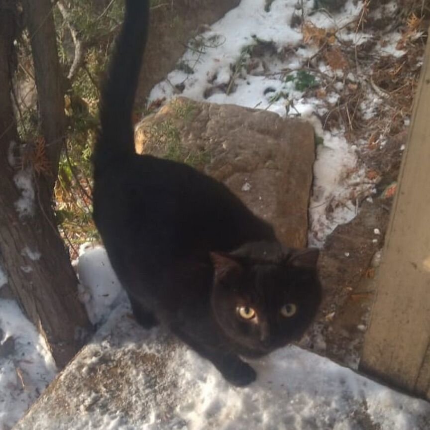 Черный котенок в добрые руки