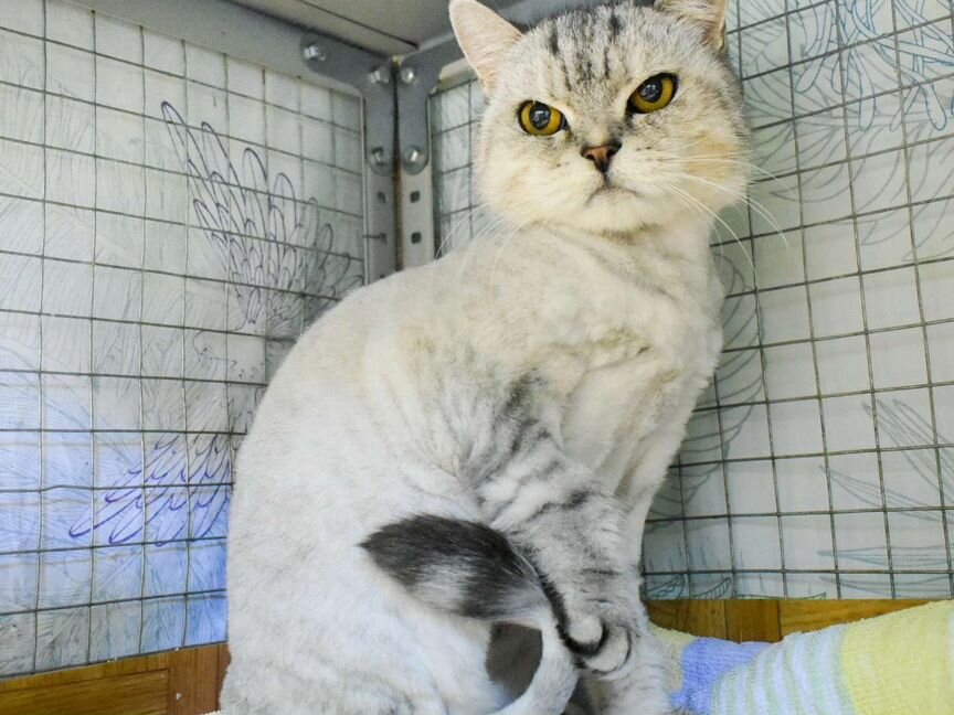 Кошка