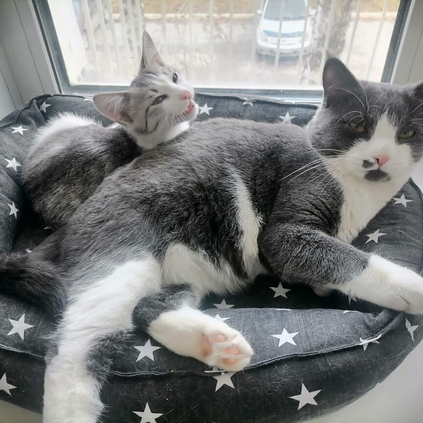Котики бесплатно