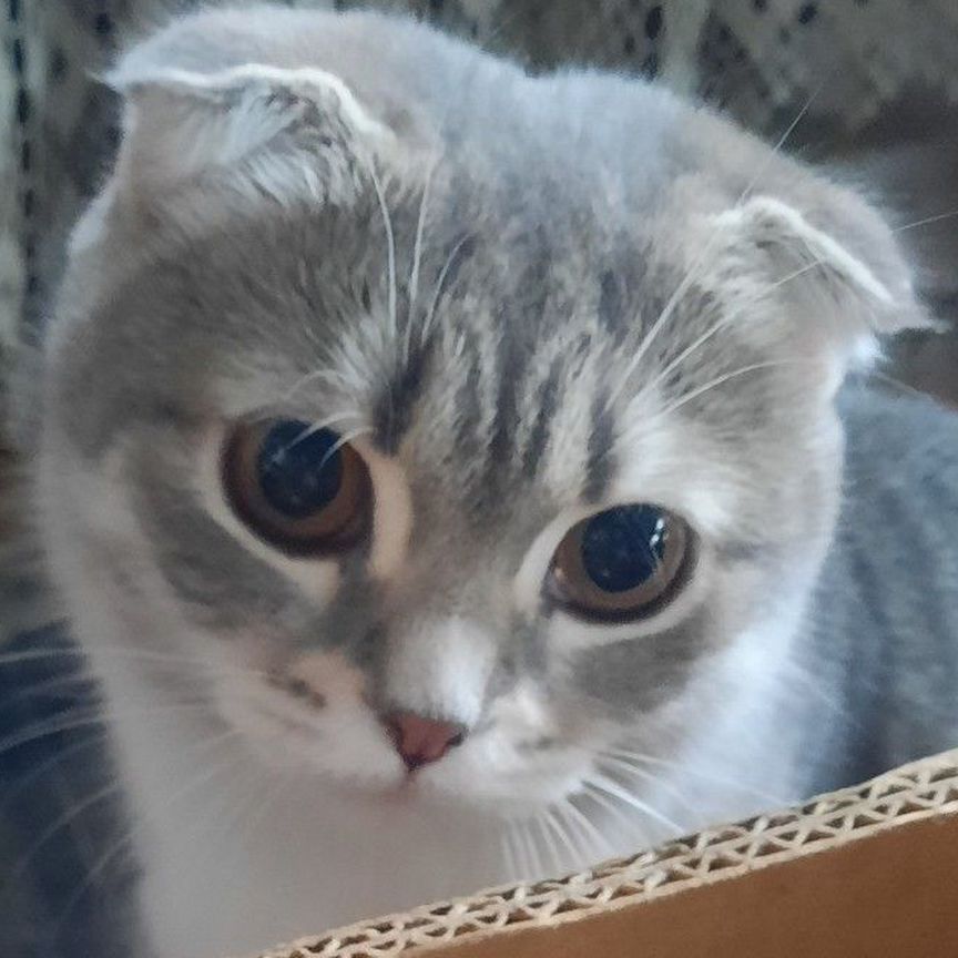 Шотландская прямоухая кошка