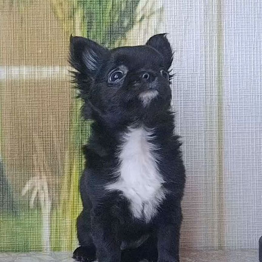 Чихуахуа, щенок